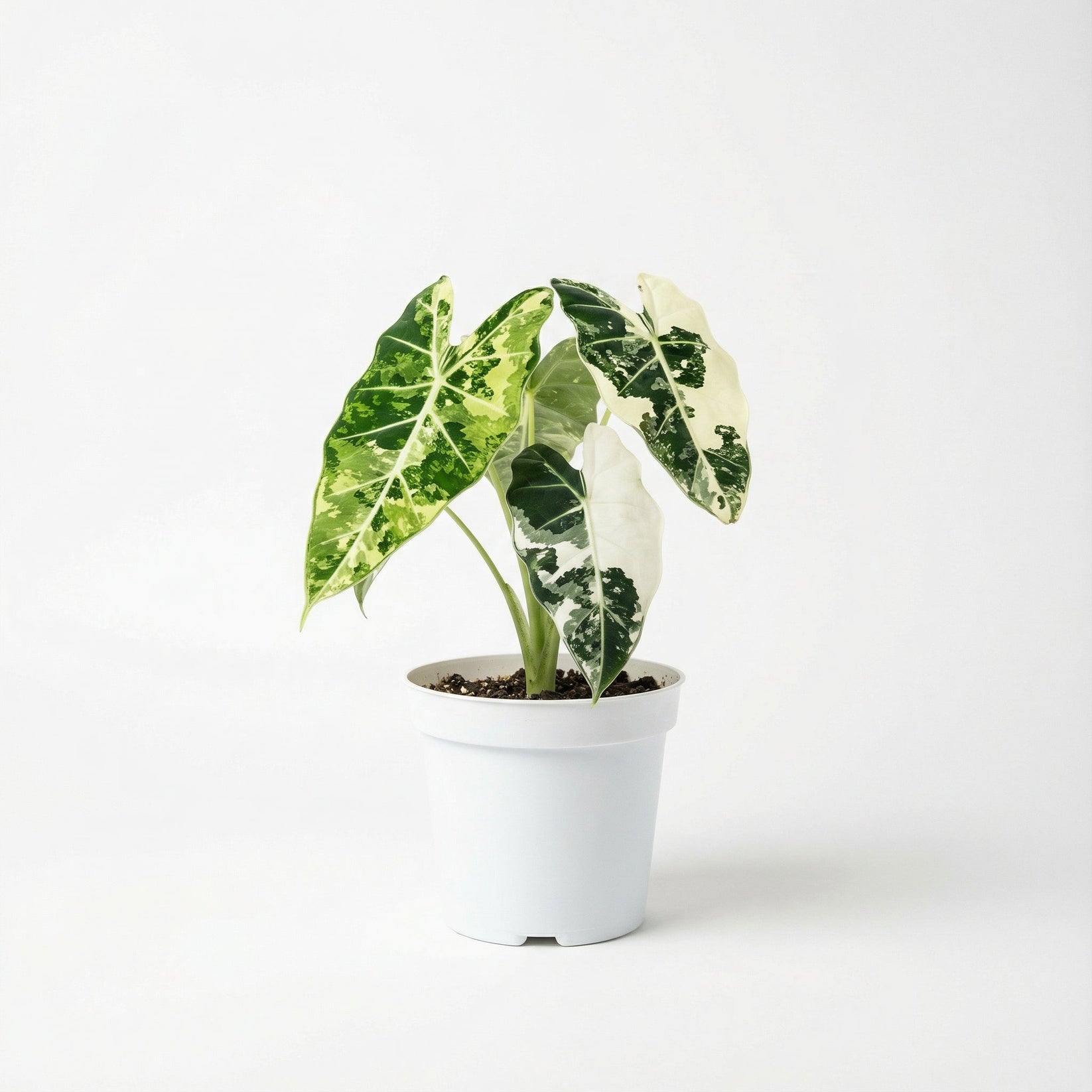 Alocasia Frydek Variegata - preorder exotic tropical Aroid plant ...