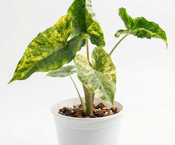 Alocasia Macro Shock Treatment Variegated - Preorder - Rare Plant ...