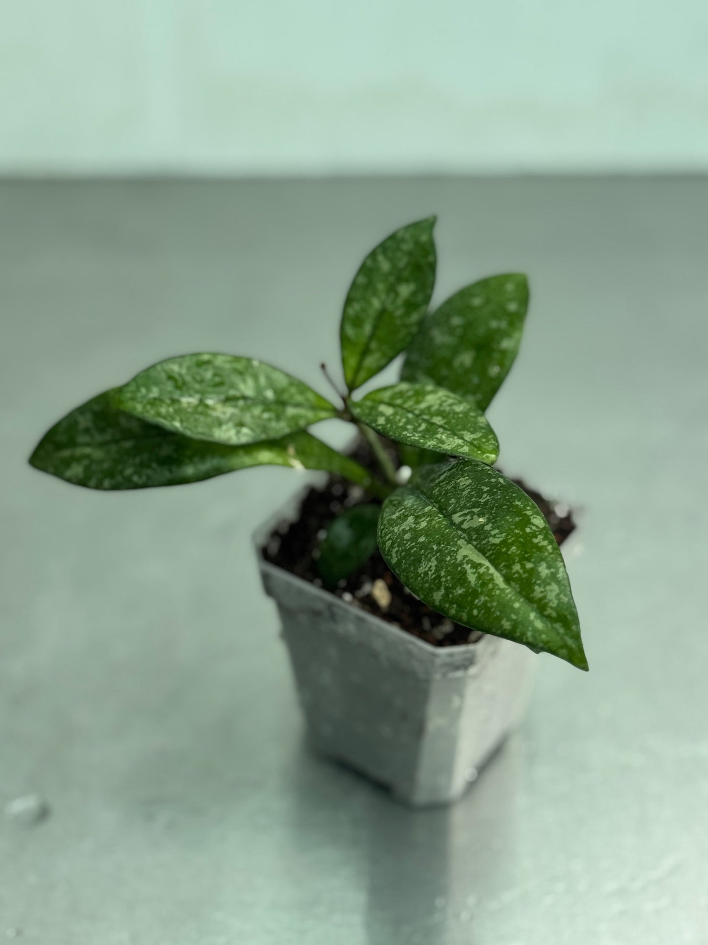 Hoya crassipetiolata 'Splash' – Plantthatplant