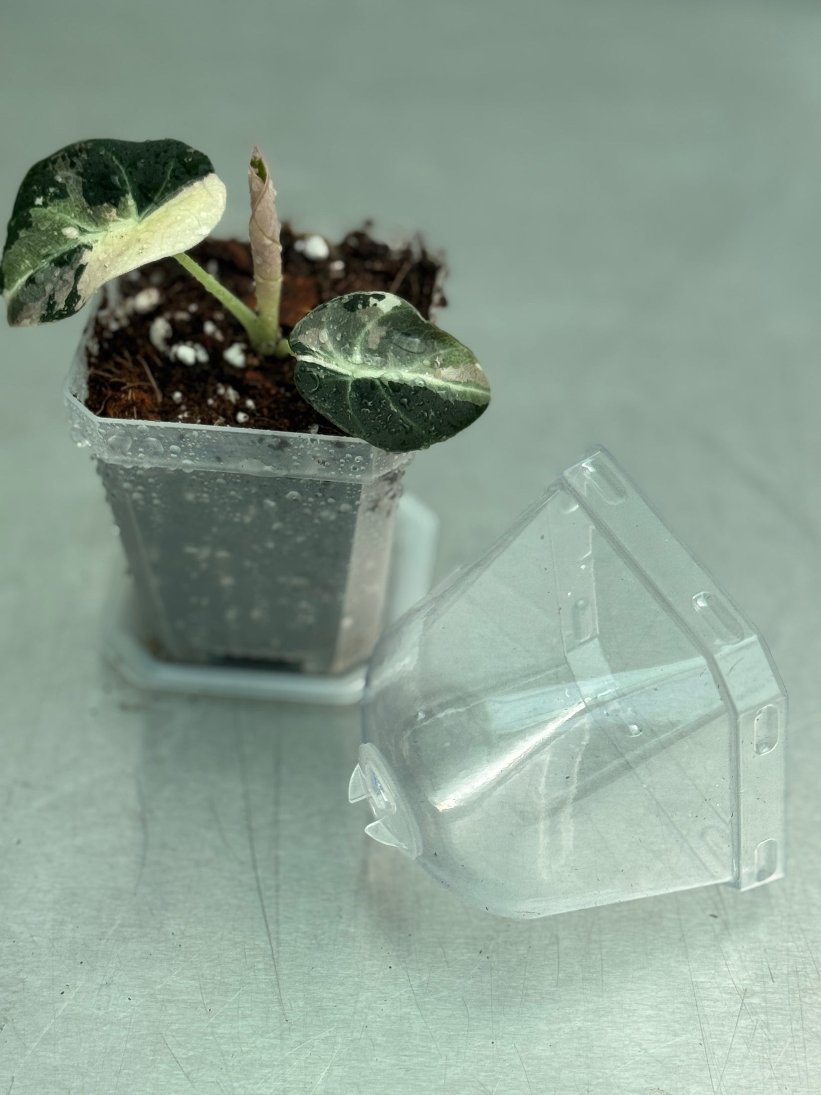 Transparent Plant Pot with Dome - Boosts Humidity | Monitor Roots ...