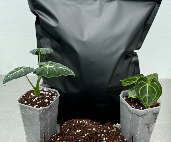 Home made Aroid Soil Mix- perfect for aroid plants – Plantthatplant