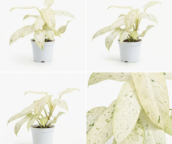 Philodendron Whipple Way - Preorder – Plantthatplant