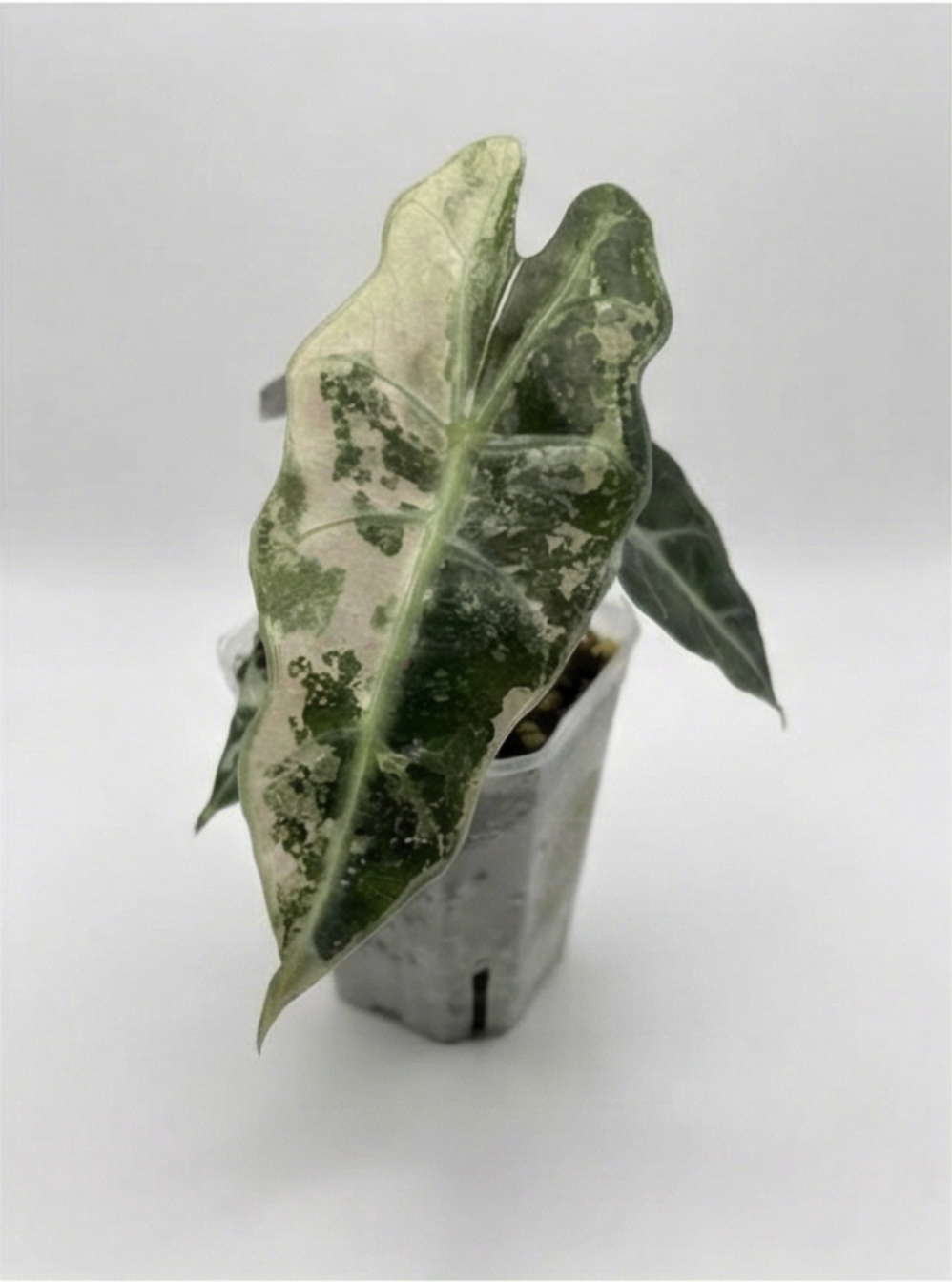 Rare Mystery Aroid Subscription – Plantthatplant