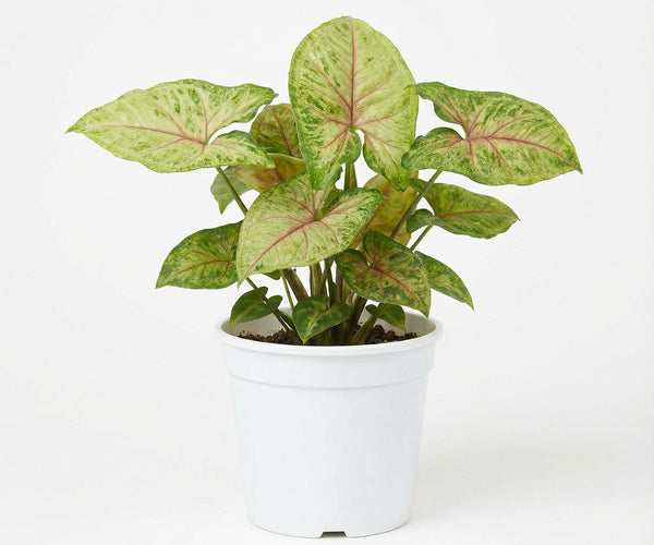 Syngonium Red Yami - preorder - Syngonium Red Yami preorder | Indoor ...