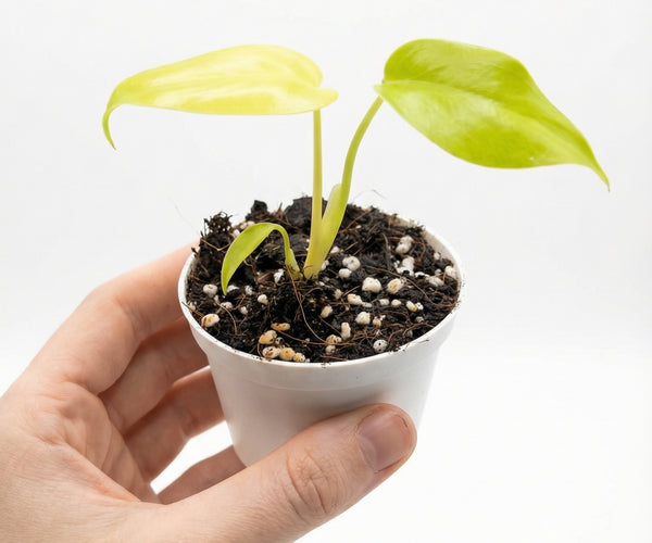 Monstera Lemon Lime Care - Bright Foliage Tips | Light, Water, Humidity ...