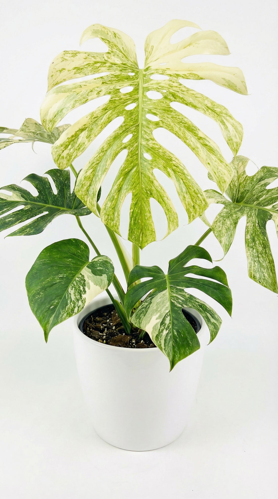 Monstera Full Mint - rare aroid | Preorder Tropical Plant – Plantthatplant
